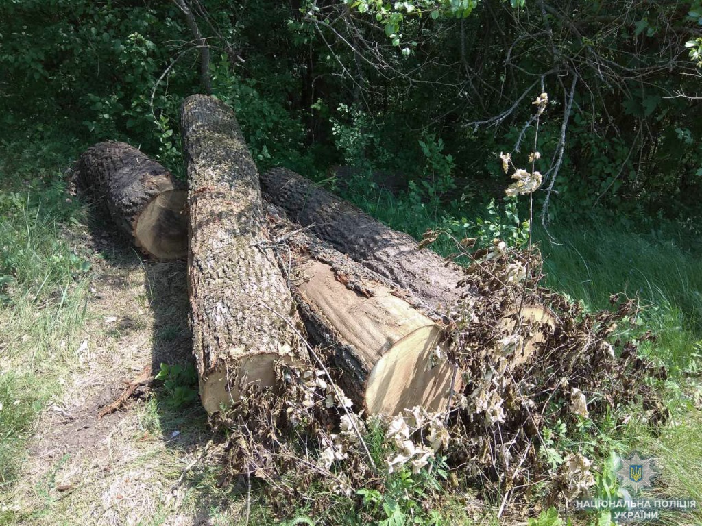 На Кіровоградщині вирубали 56 дерев на території заповідної зони (ФОТО ...